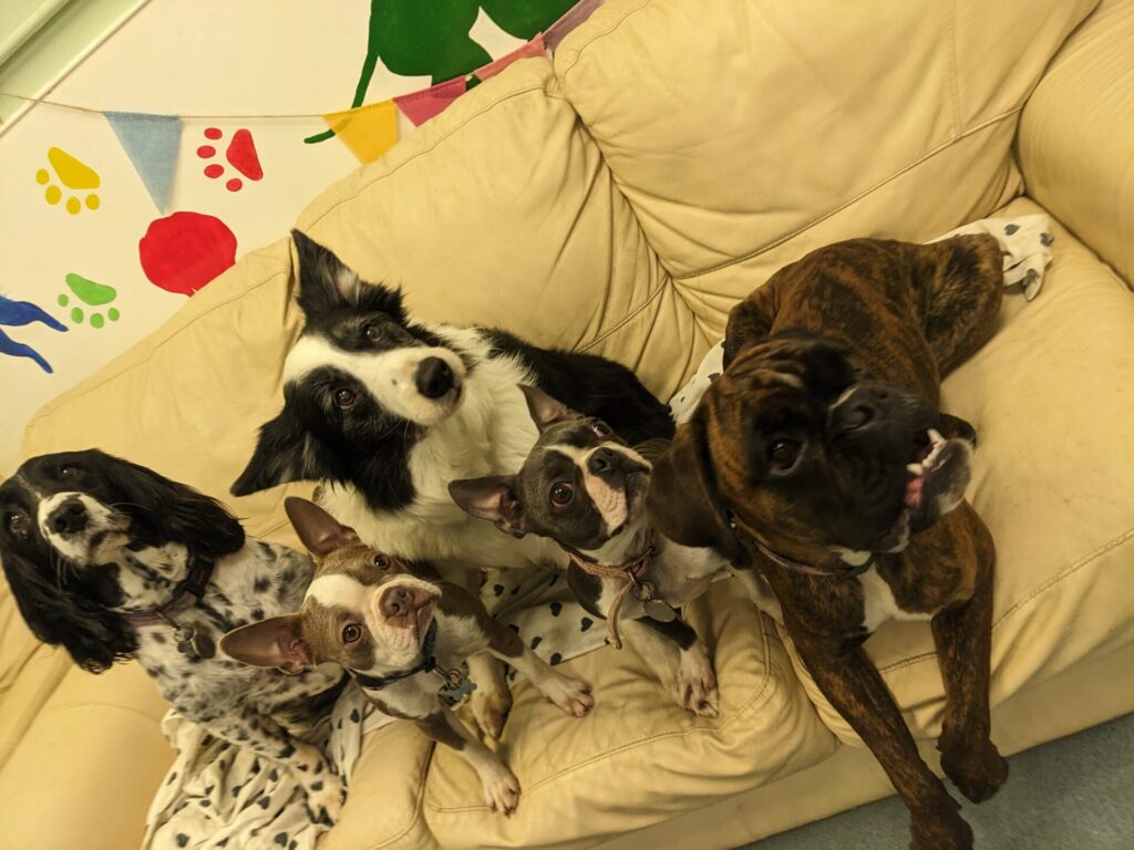 Our Dog Day Care & Grooming Teams | Happi Days