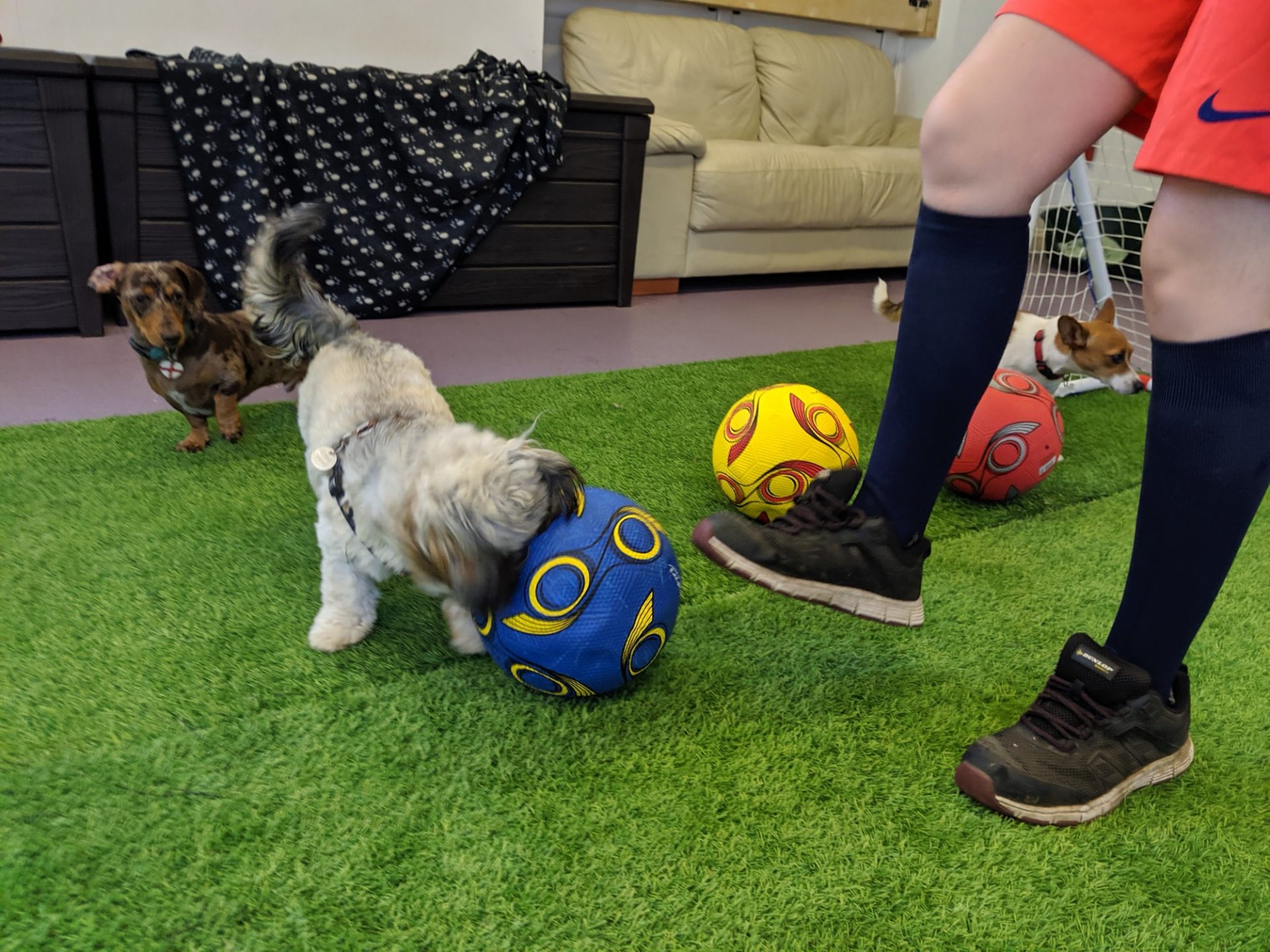 Activities at Our Ipswich Dog Day Care Creche | Happi Days