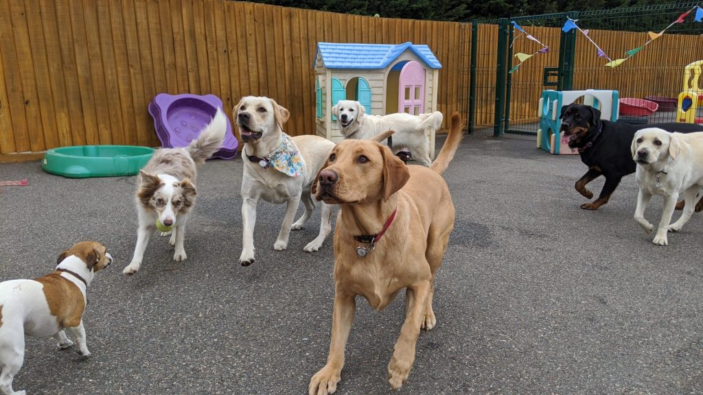 Is It Important For Your Pet To Socialise At A Dog Creche Happi Days