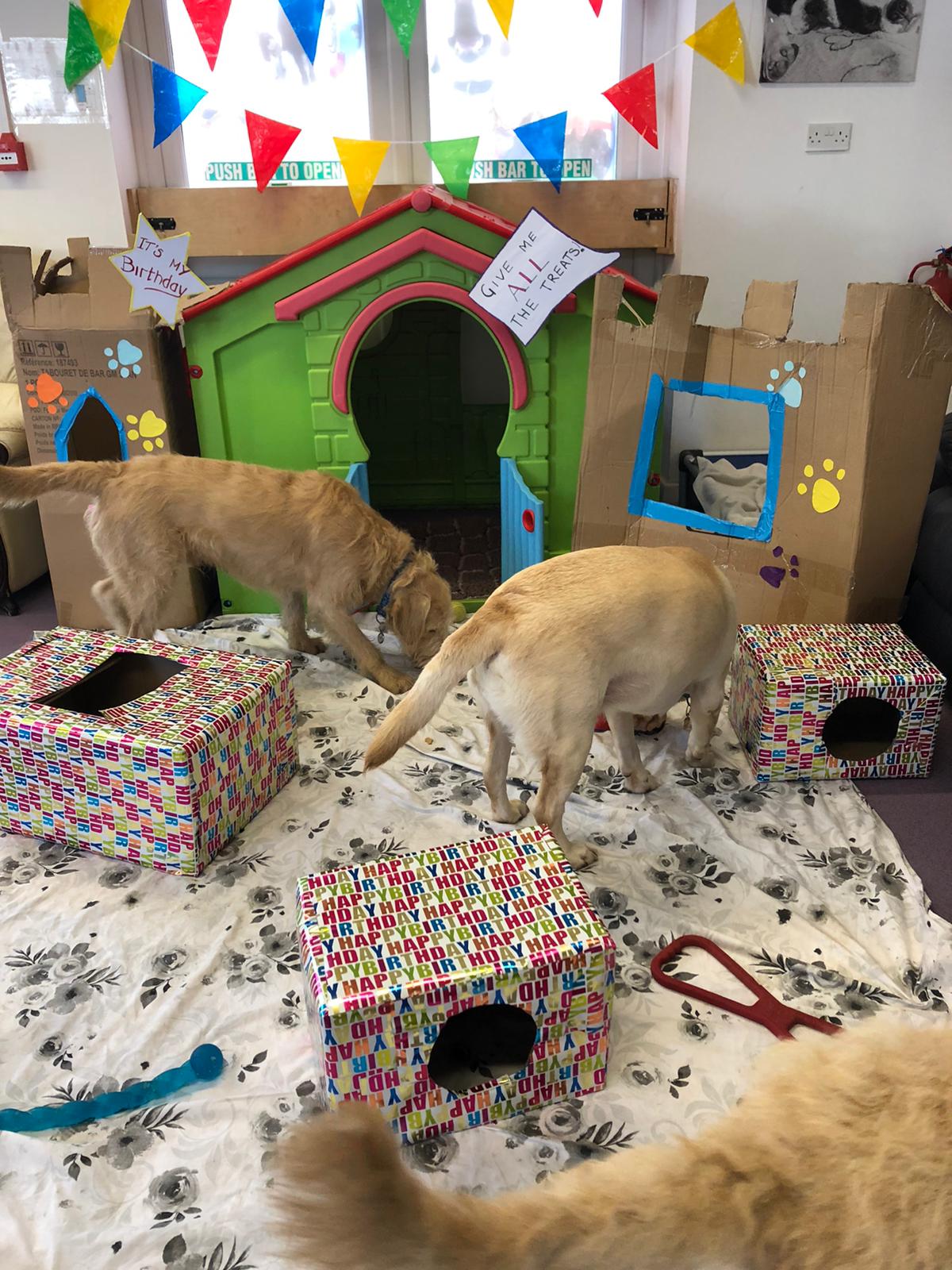 A Typical Day at Happi Days Dog Day Care
