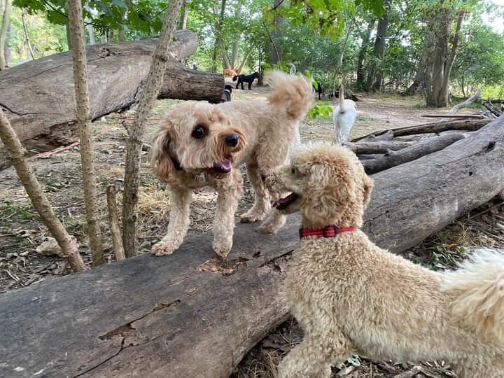 Our Dog Adventure Days in Suffolk | Happi Days Dog Care