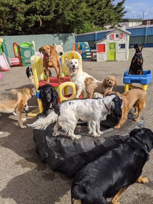 Adventure days - Happi Days Dog Day Care