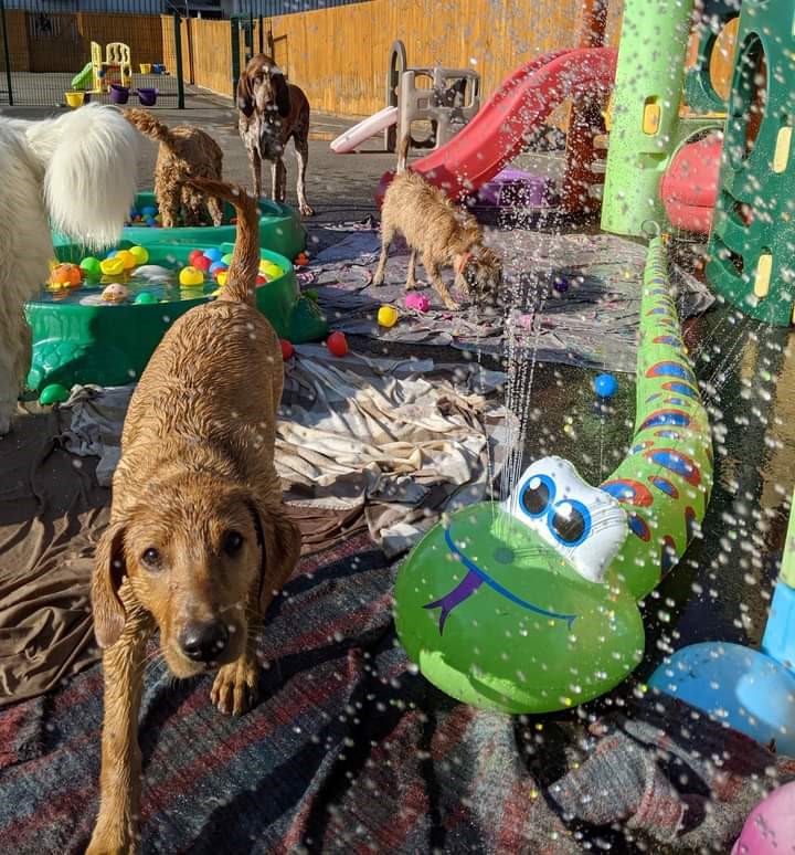Adventure days - Happi Days Dog Day Care