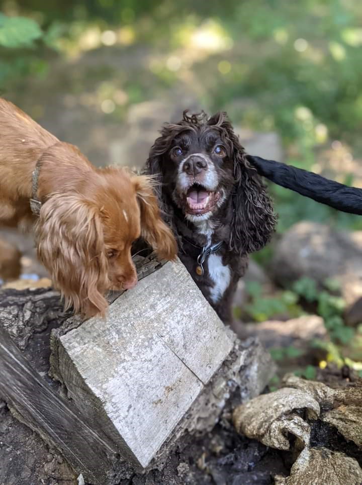 Our Dog Adventure Days in Suffolk | Happi Days Dog Care