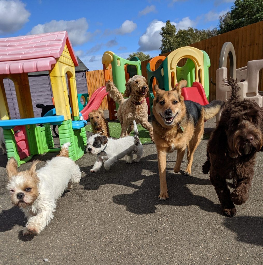 Adventure days - Happi Days Dog Day Care