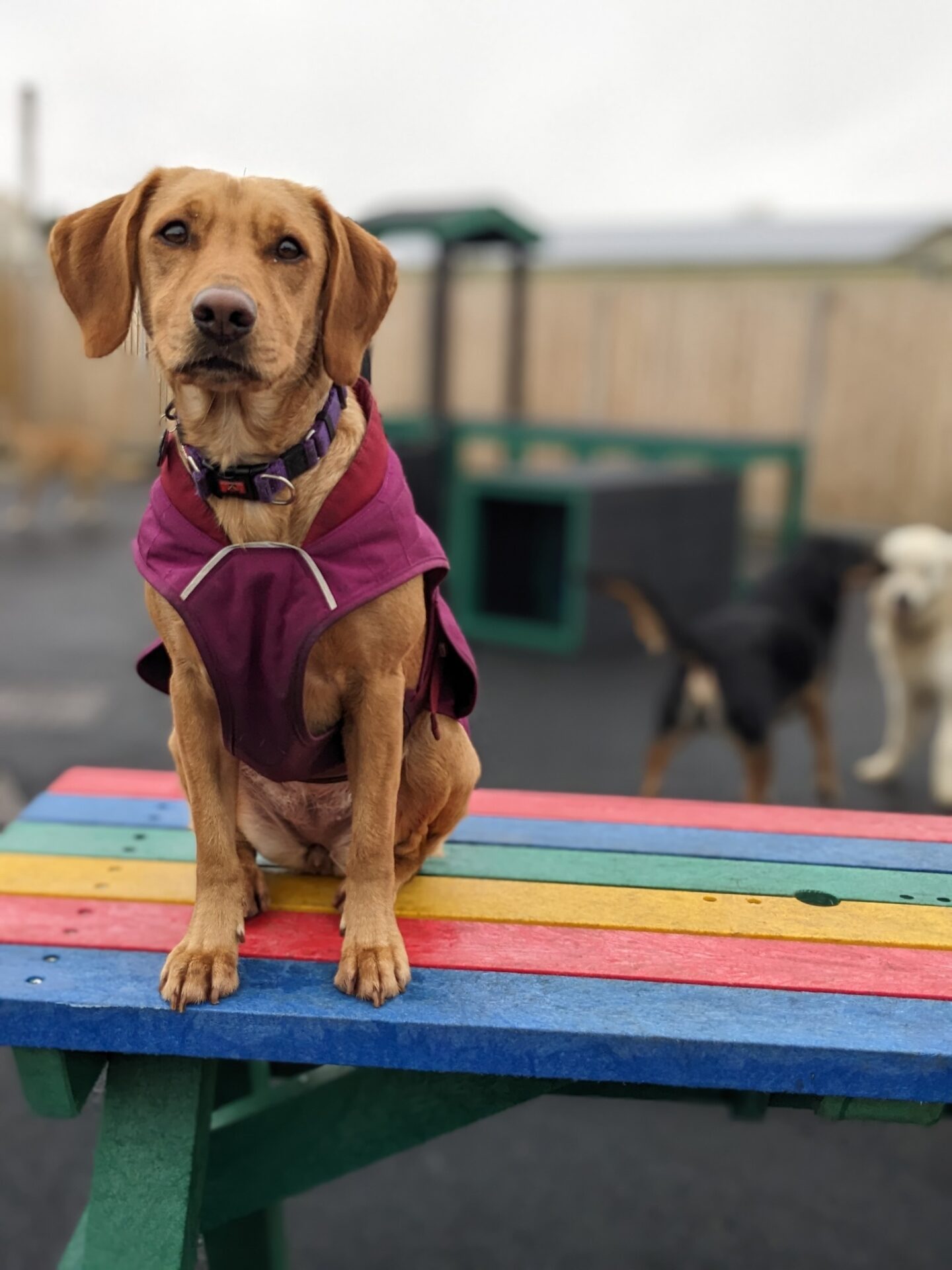 Our Dog Adventure Days in Suffolk | Happi Days Dog Care
