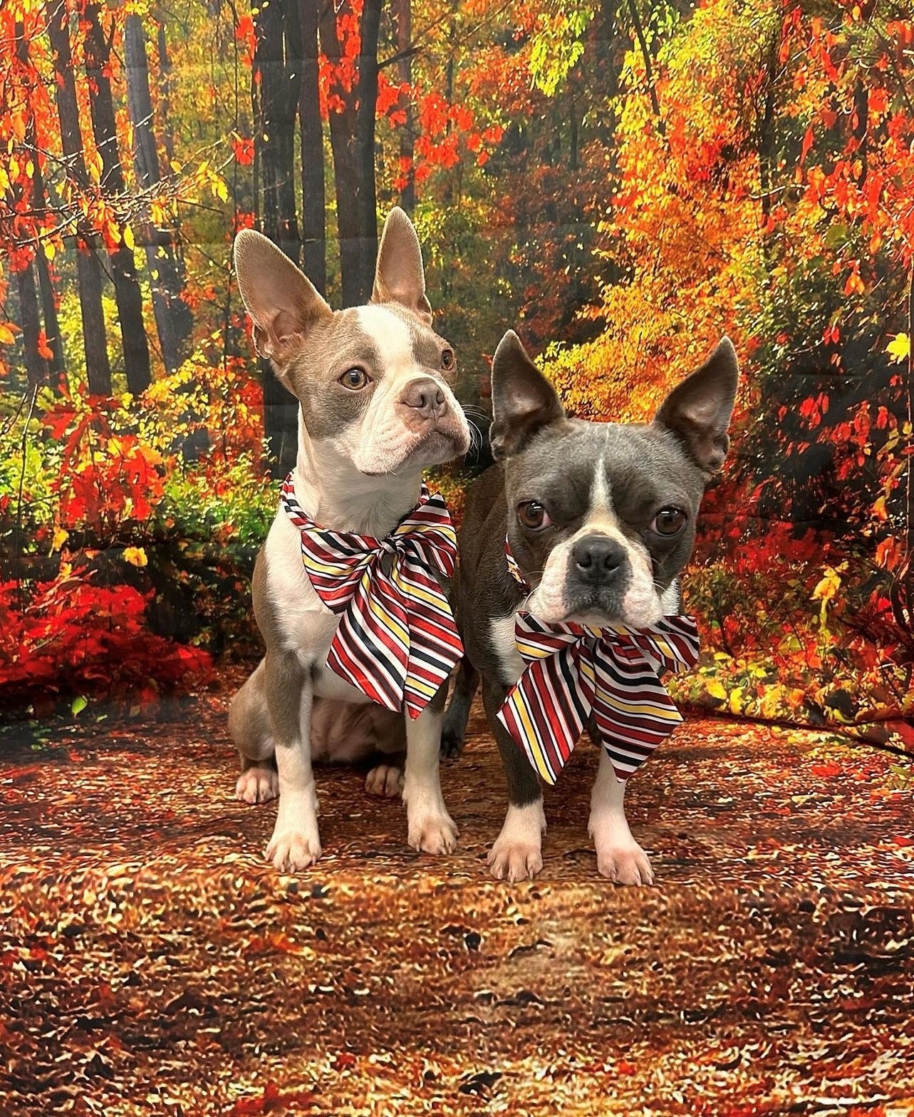 Dog Grooming in Ipswich | Dog Grooming Suffolk | Happi Days