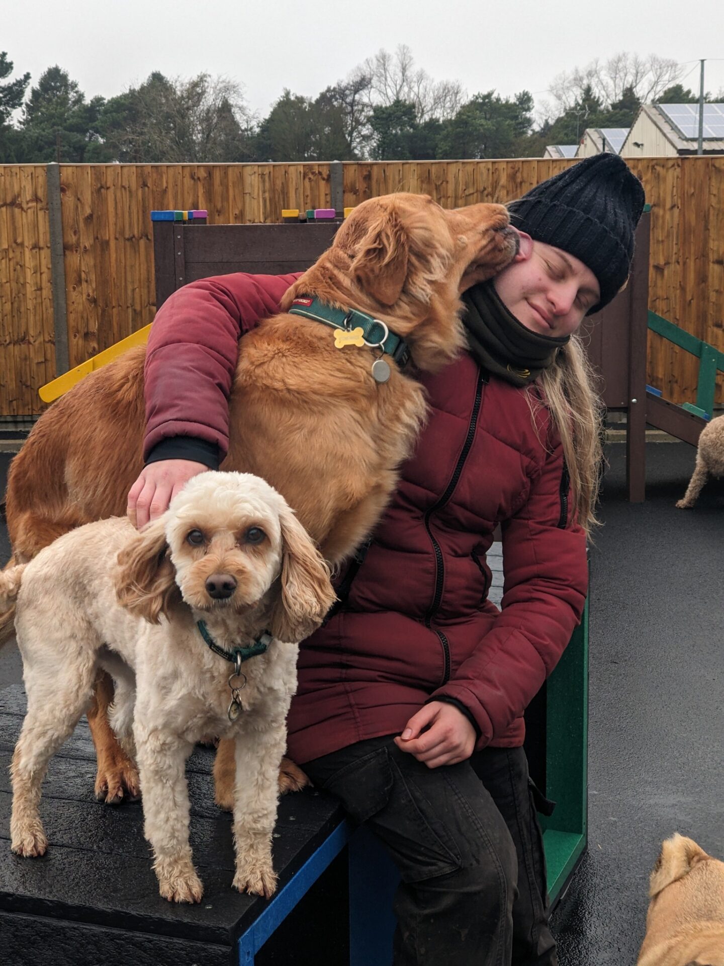 Happi Days Dog Care | Home From Home Dog Boarding in Suffolk