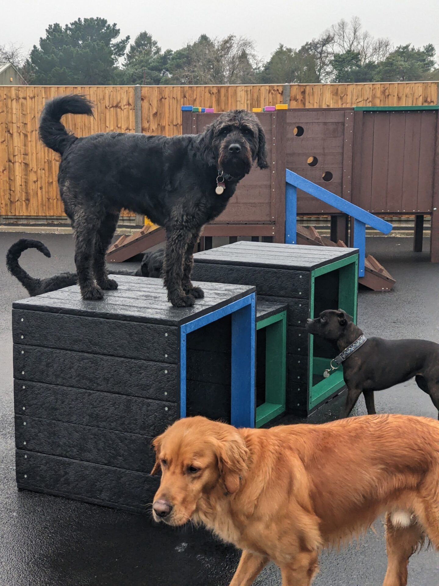 Happi Days Dog Care | Home From Home Dog Boarding in Suffolk