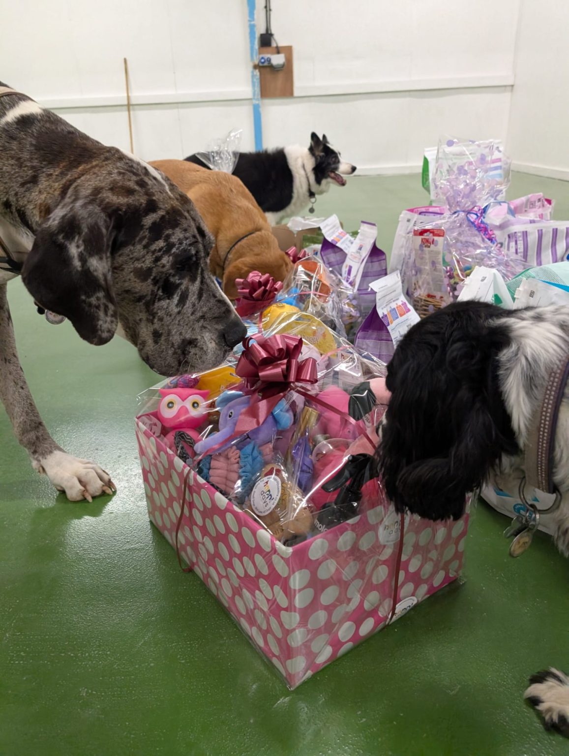 Dog Boarding & Dog Day Care in Ipswich, Suffolk | Happi Days