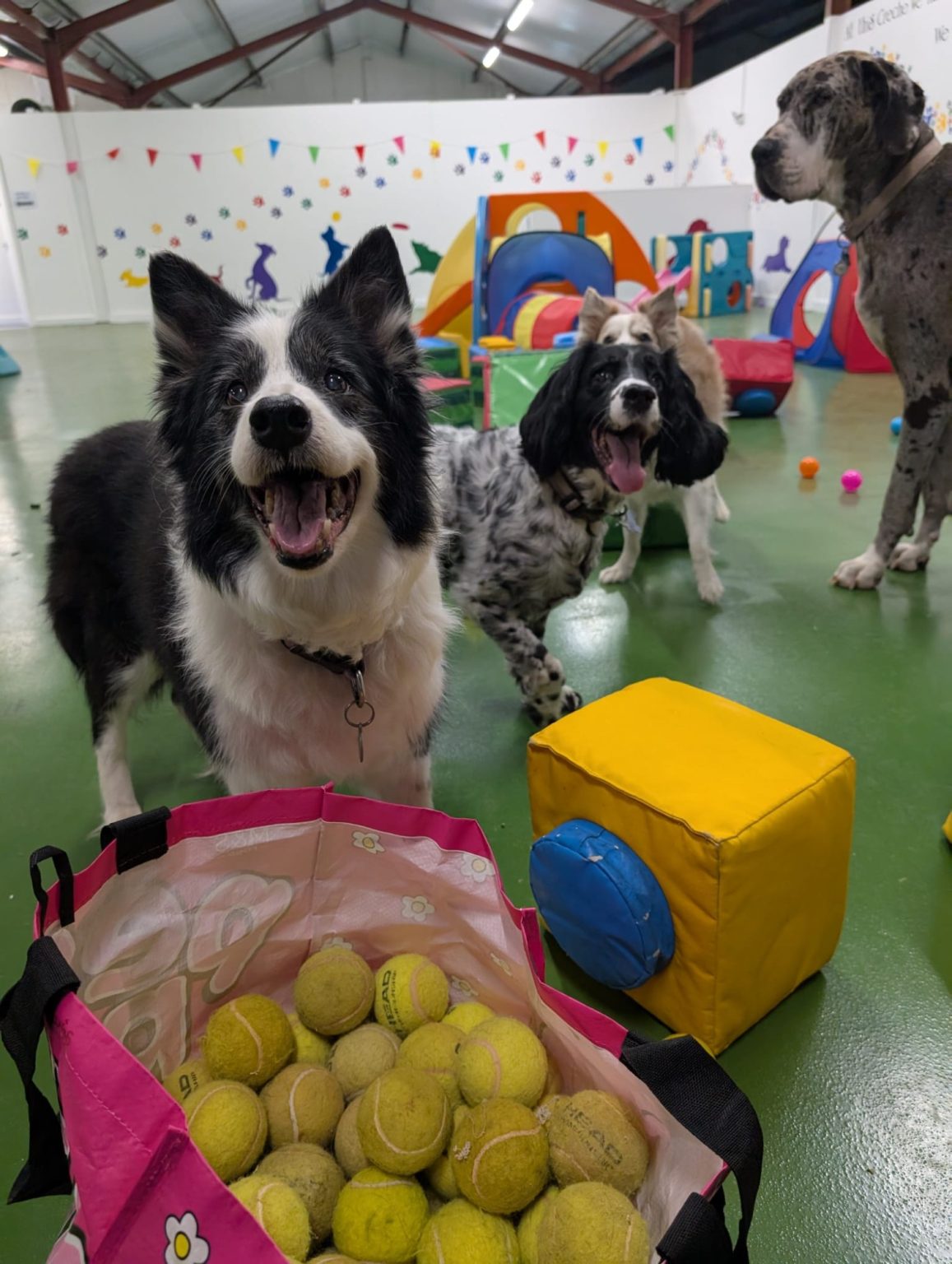 Dog Boarding & Dog Day Care in Ipswich, Suffolk | Happi Days